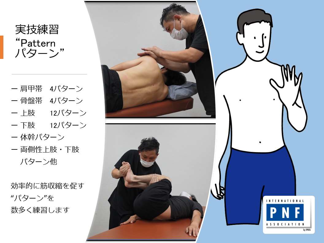 国際PNF協会（IPNFA®）認定基礎講習会（ベーシックコース/レベル1・2） ｜PT-OT-ST.NET