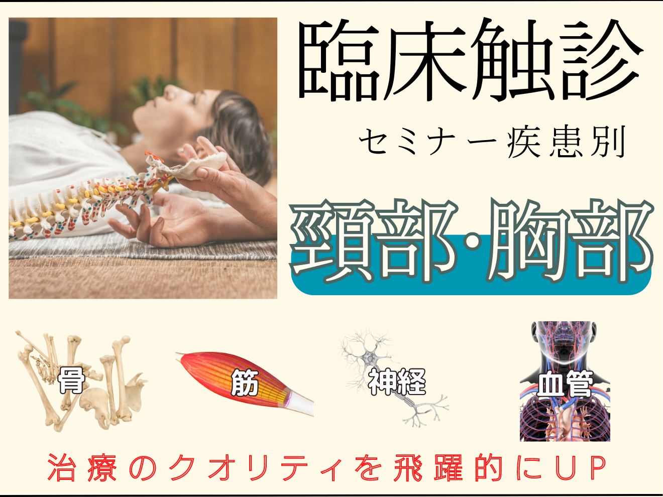 臨床触診セミナー【胸部・頸部疾患編】｜PT-OT-ST.NET