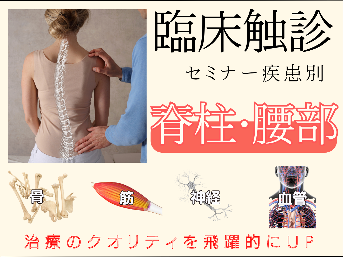 臨床触診セミナー【脊柱・腰部疾患編】｜PT-OT-ST.NET